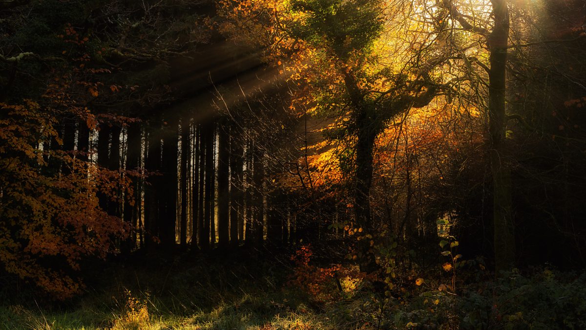 BBC Two - Autumnwatch - Feeling autumnal