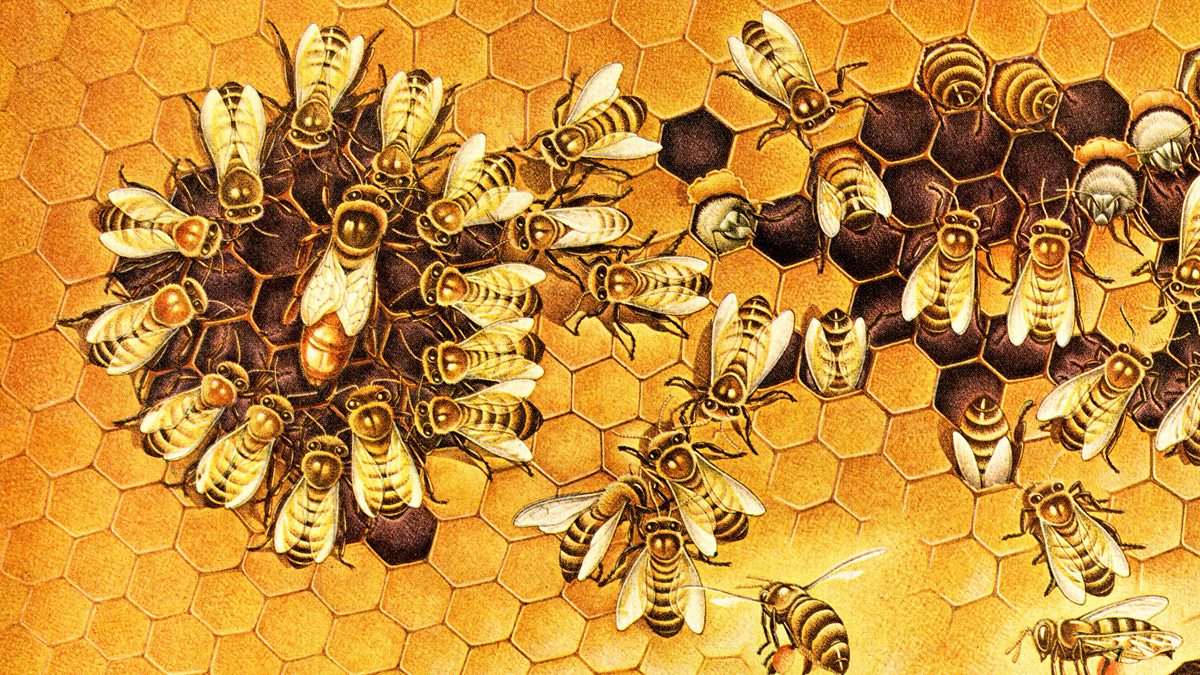 BBC Radio 4 - In Our Time, The Fable of the Bees