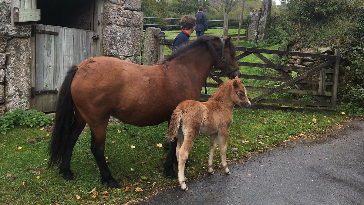 BBC Radio Devon - Devon Soundscapes, Episode 11 - Shilstone Rocks ...