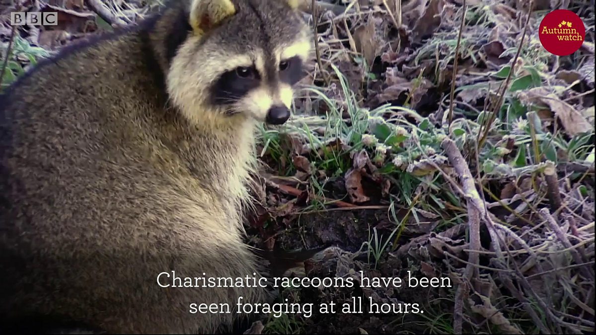 BBC Two - Autumnwatch, 2018, Autumnwatch New England: Meet the cast!