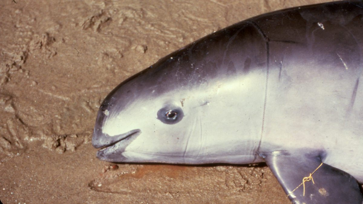 BBC World Service - Newsday, Good news for the 'Panda of the Sea'