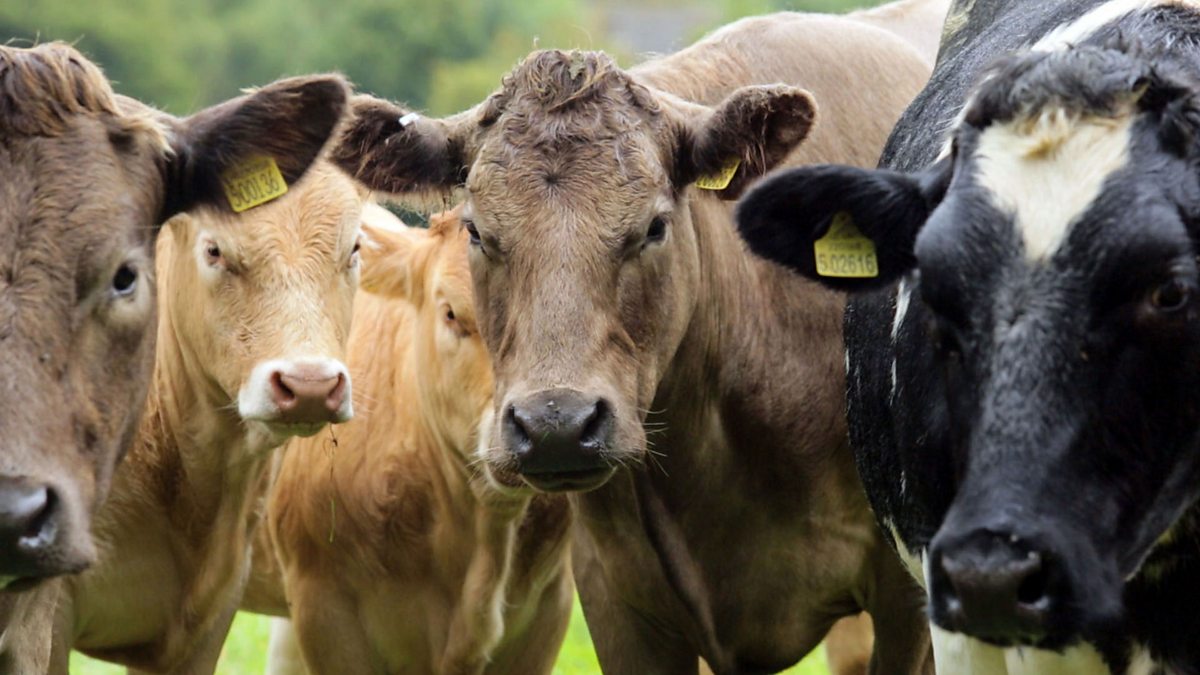 BBC Radio Cymru - Bwletin Amaeth, Tarw Cymreig a’r pris gorau