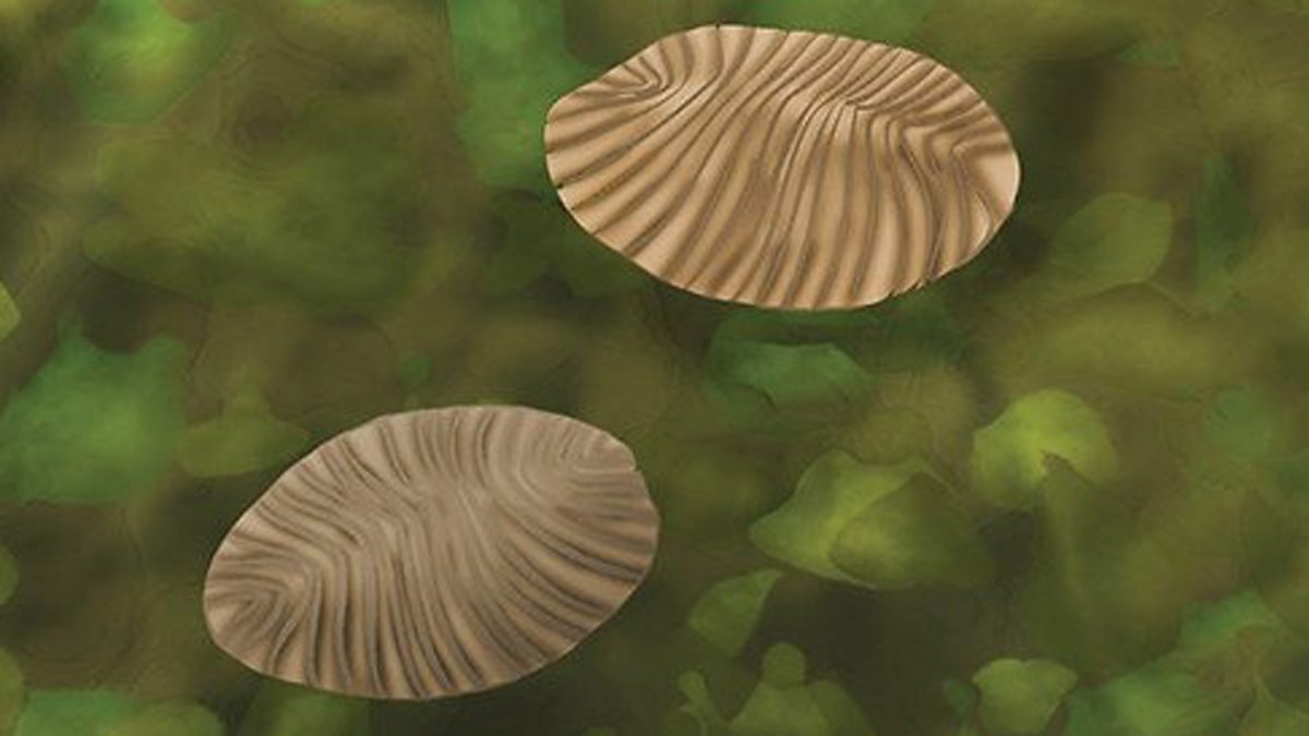 BBC World Service - Discovery, Tracking the First Animals on Earth