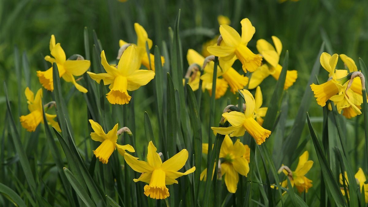 BBC Radio Cymru - Aled Hughes, Plannu Cennin Pedr
