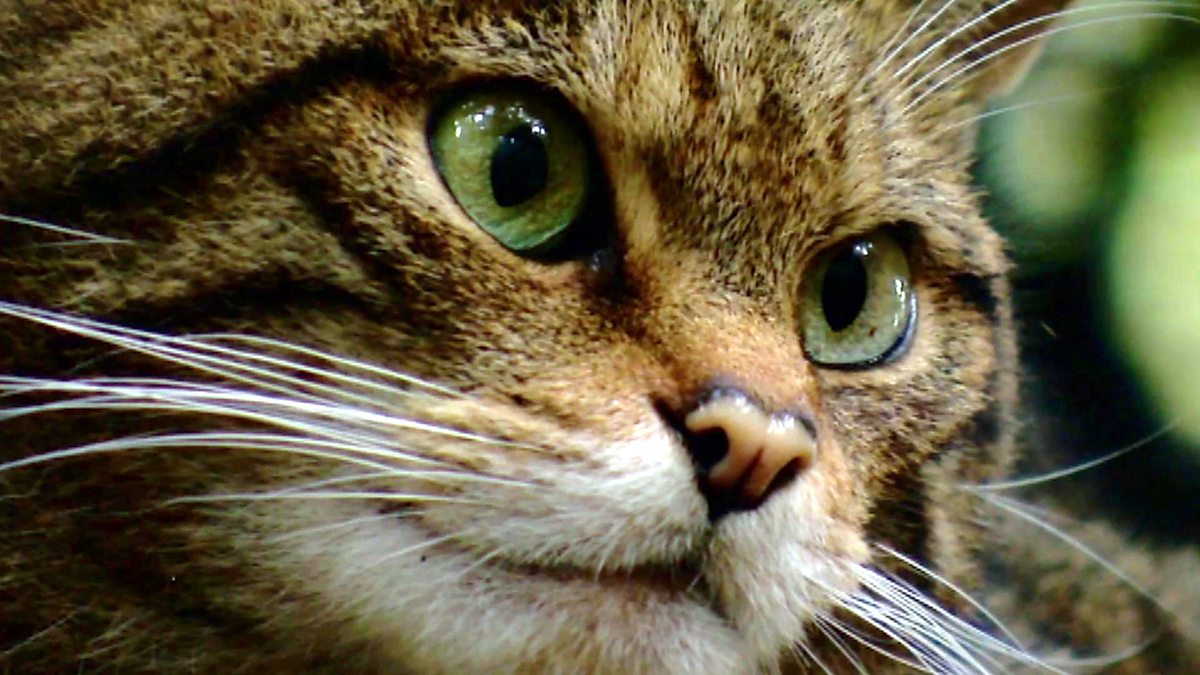 BBC Scotland - BBC Scotland, How to spot a wildcat