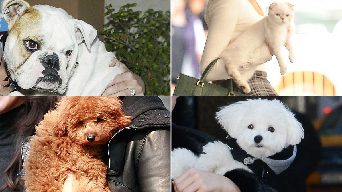 Quiz: Can you match these pets to their pop star owner? - BBC Music