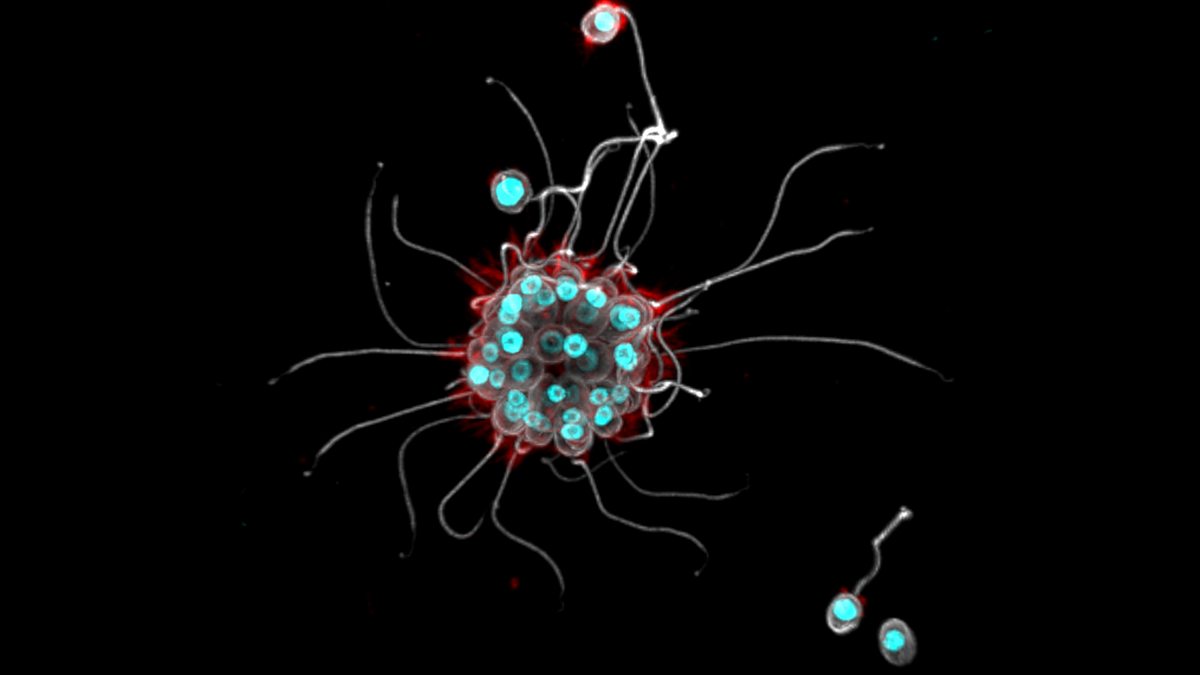 BBC World Service - Discovery, Tracking the First Animals on Earth ...