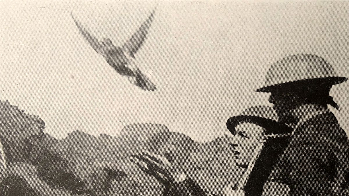 BBC Radio 5 Live - 5 Live In Short, The vital role of pigeons in the ...