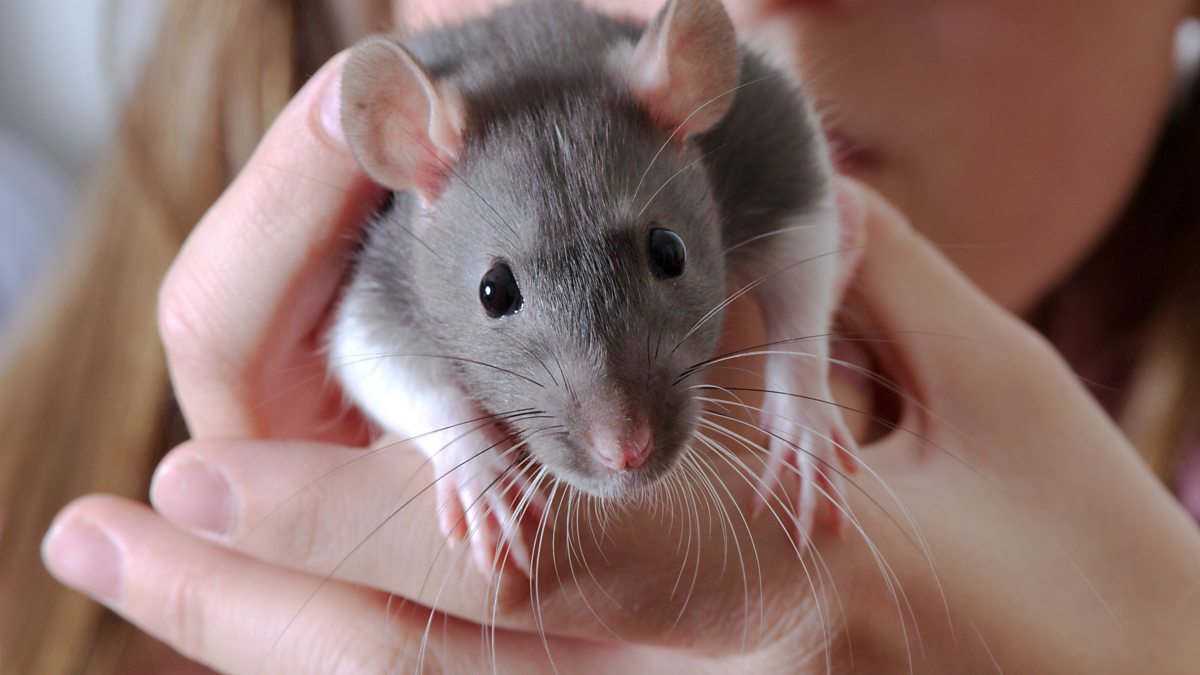 BBC World Service - Science In Action, How training rats to forget can ...