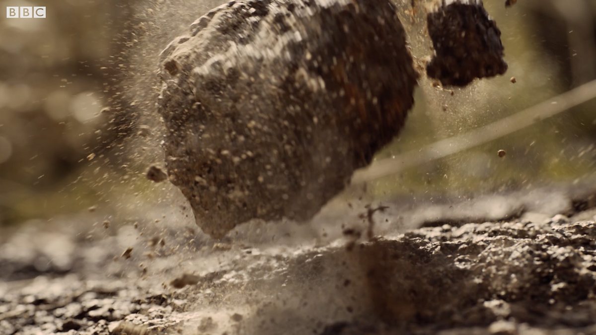 BBC One - Dynasties, Series 1, Chimpanzee, Chimpanzees throwing rocks