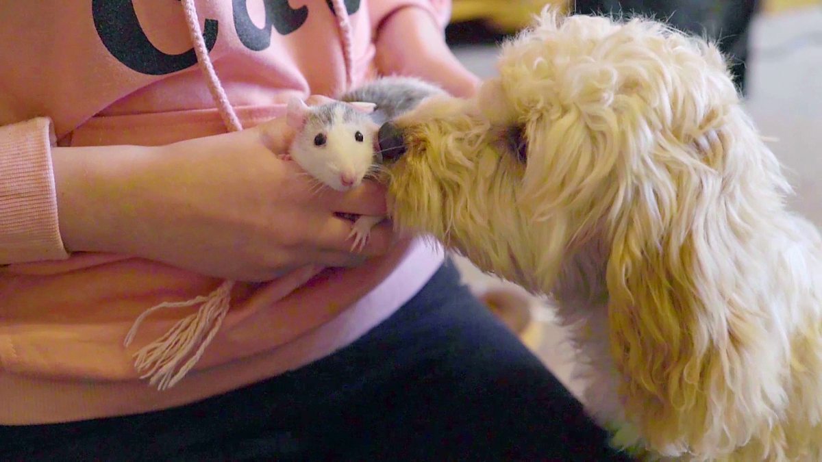 BBC Scotland - BBC Scotland - Rats: they have a bad rep, but here’s why ...