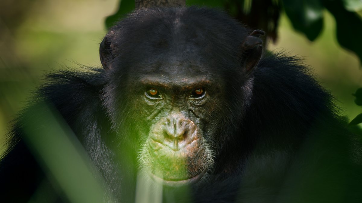 BBC One - Dynasties - Habituating chimps to the Dynasties film crew
