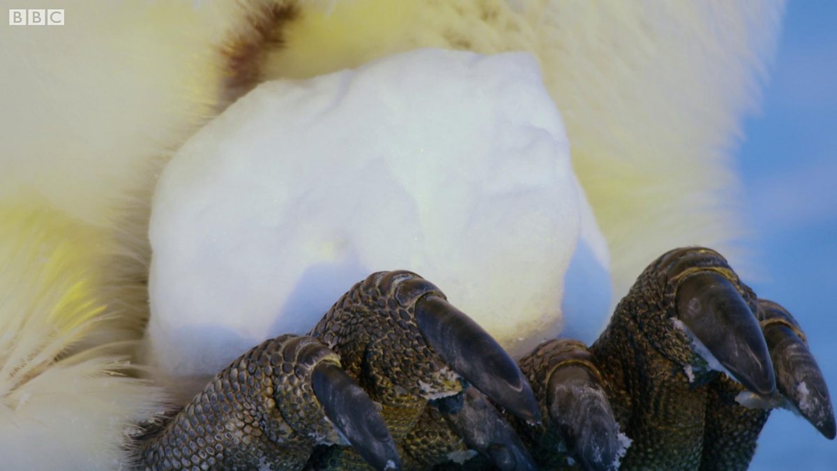 BBC One - Dynasties, Series 1, Emperor, Egg or snowball?