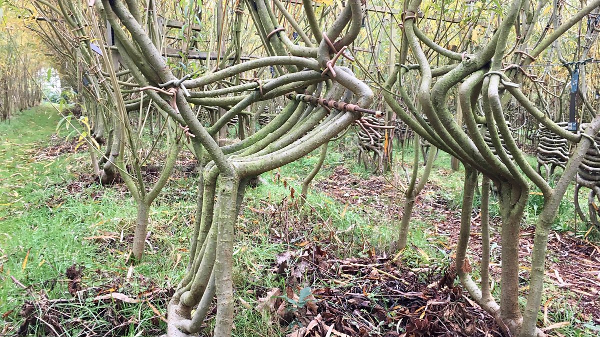 BBC Radio 4 - You and Yours, Fresh-grown furniture, Assisted death ...