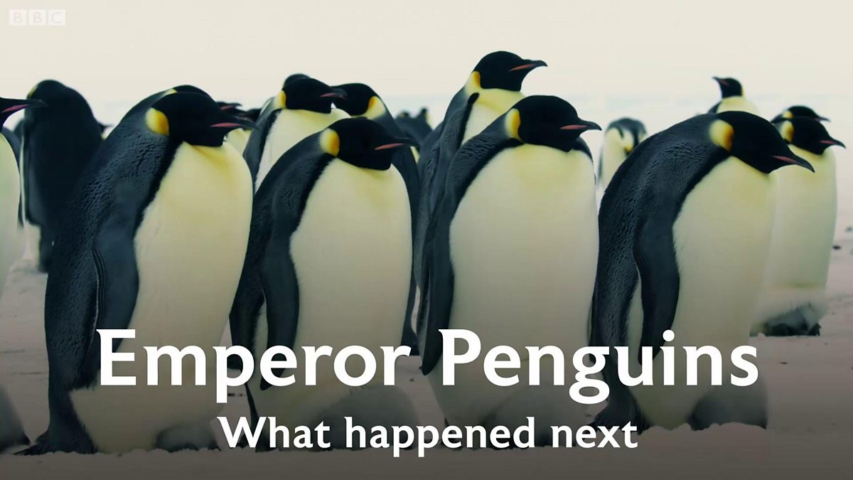 BBC One - Dynasties, Series 1, Emperor, What happened next - Emperor