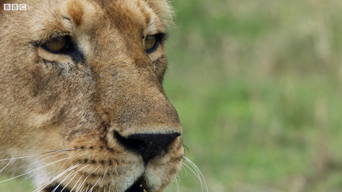 BBC One - Dynasties, Series 1, Lion, Charm on the hunt