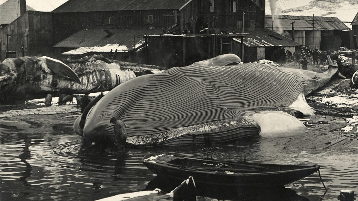 BBC World Service - Witness History, The Antarctic Whale Hunters