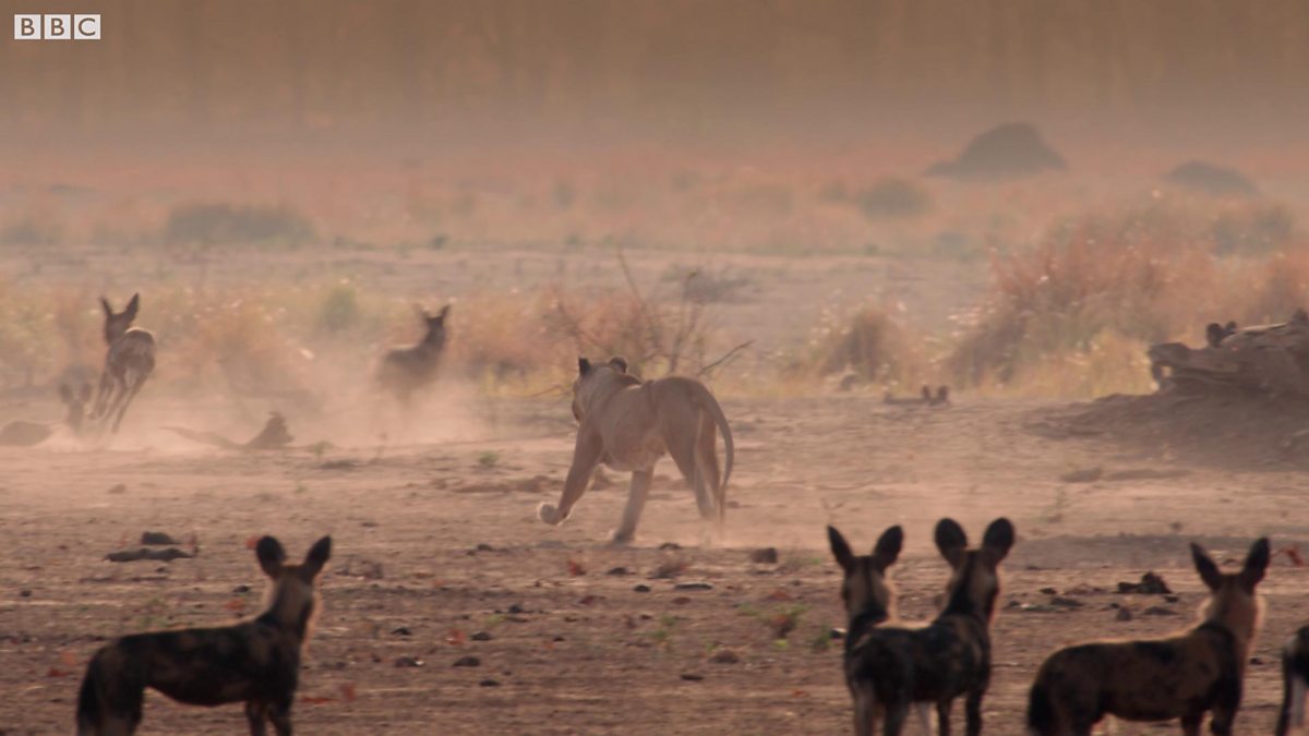 BBC One - Dynasties, Series 1, Painted Wolf, Buffalo to the rescue