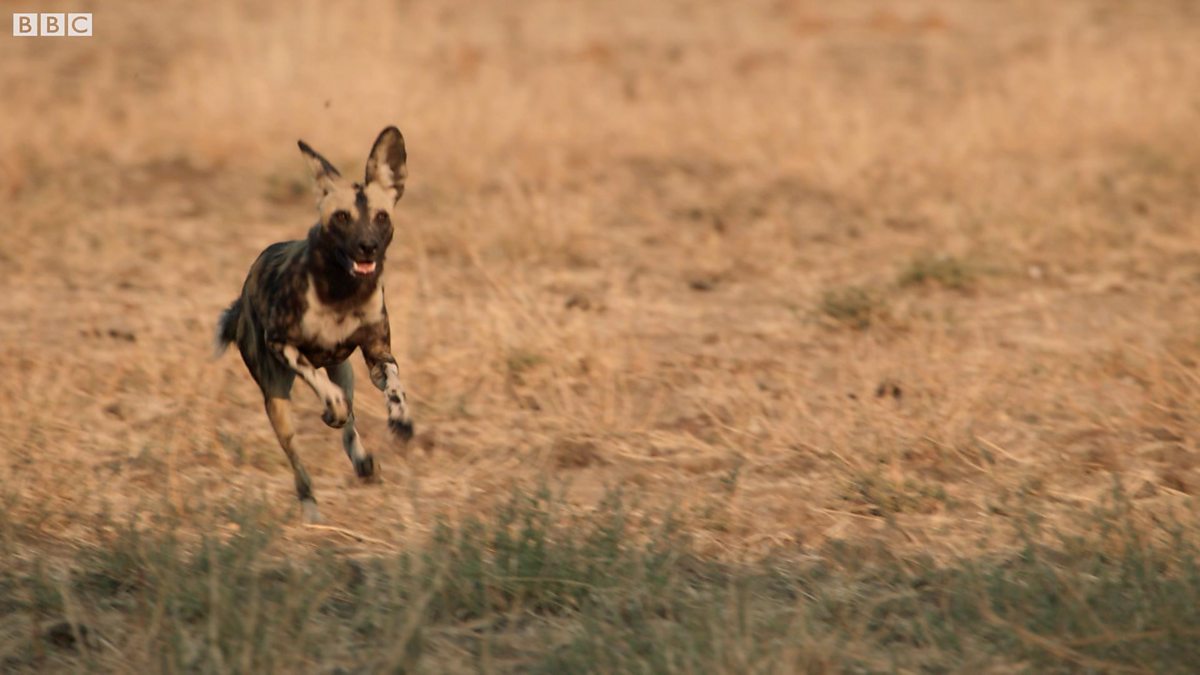 BBC One - Dynasties, Series 1, Painted Wolf, Painted wolves hunt impala