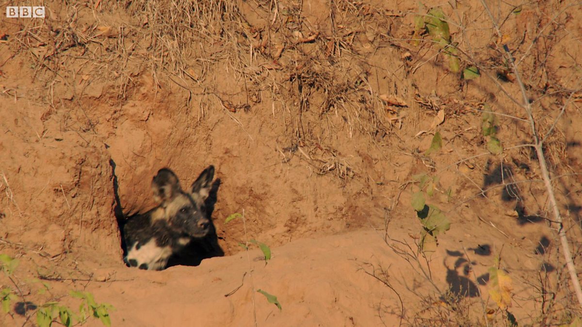 BBC One - Dynasties, Series 1, Painted Wolf, Tait's pups meet the pack ...