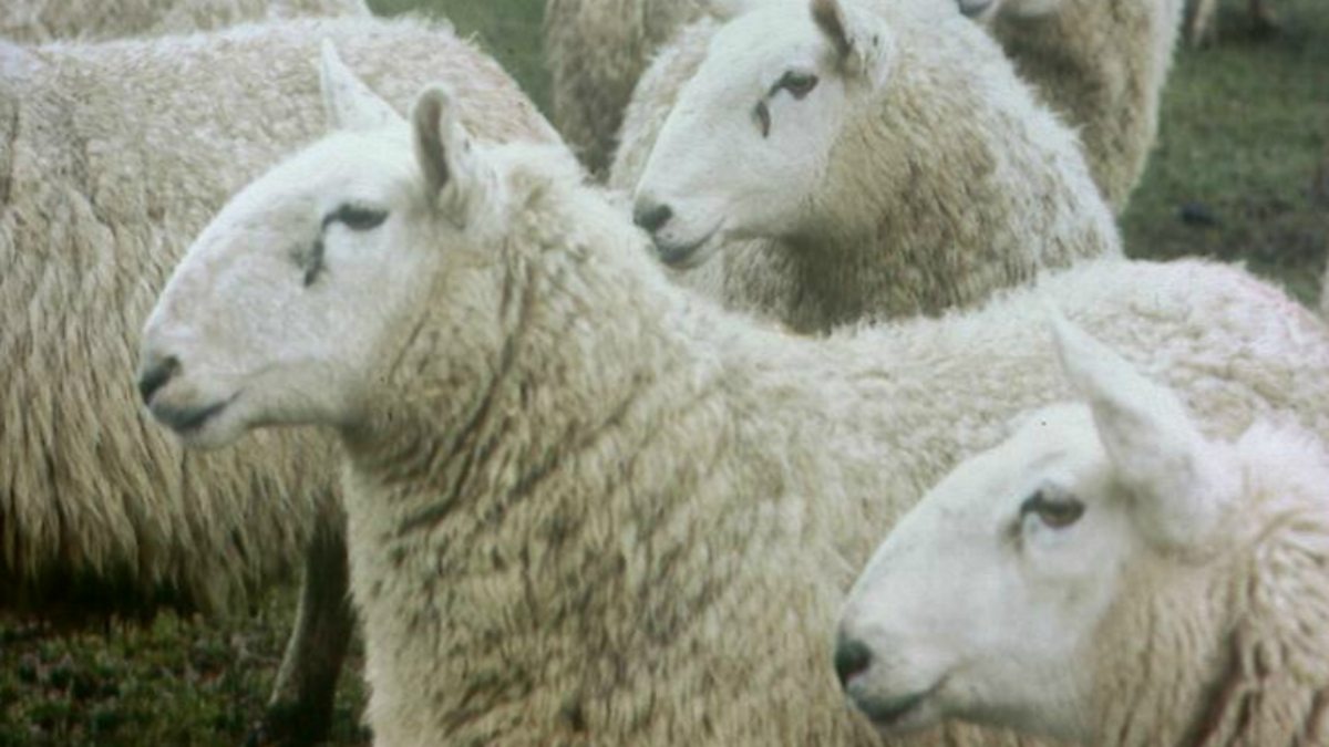 BBC World Service - The Good Keepers' Guide, Sheep