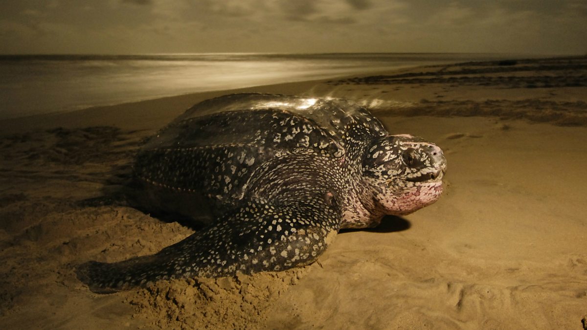 BBC World Service - The Good Keepers' Guide, The Leatherback Sea Turtle