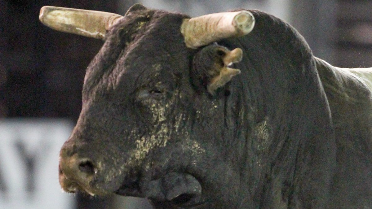 BBC World Service - Animals of Power, Taming The Wild