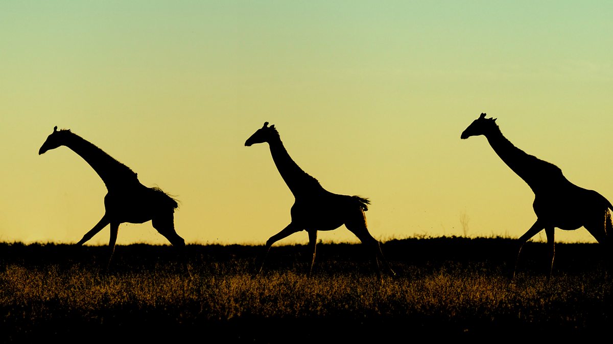 BBC World Service - Science In Action, How do Animals reach the right Size?