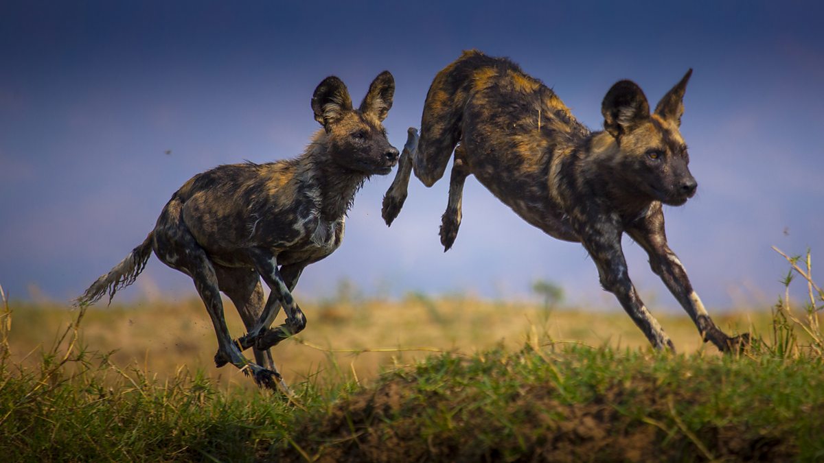 BBC One - Dynasties - The name painted wolf