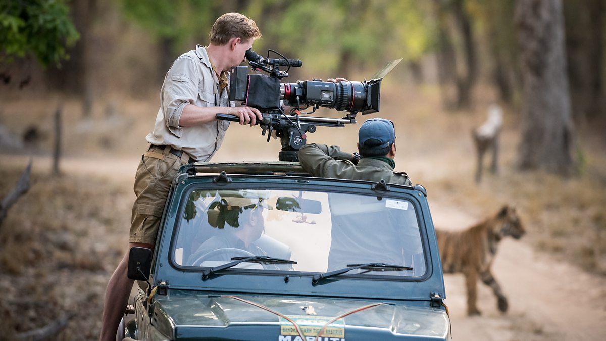 BBC One - Dynasties - A day in the life: filming tigers