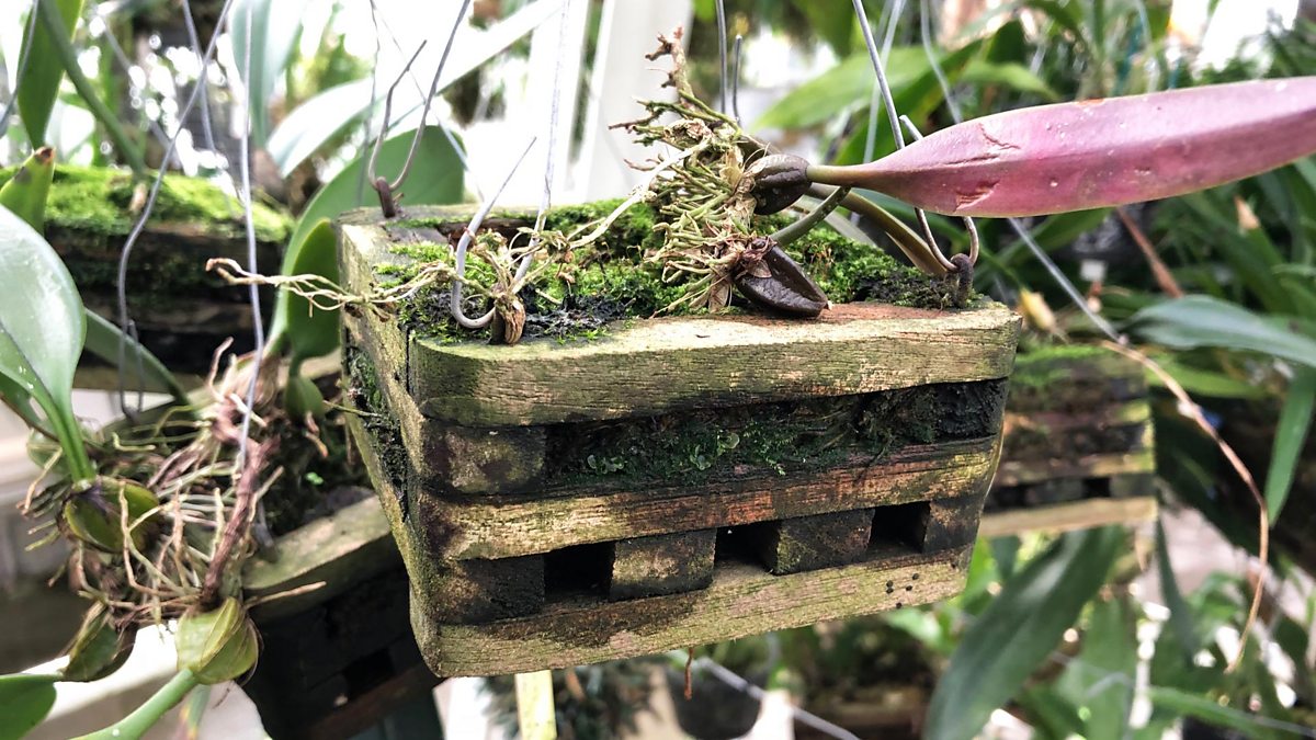 BBC Radio 4 - Gardeners' Question Time, Horsham District