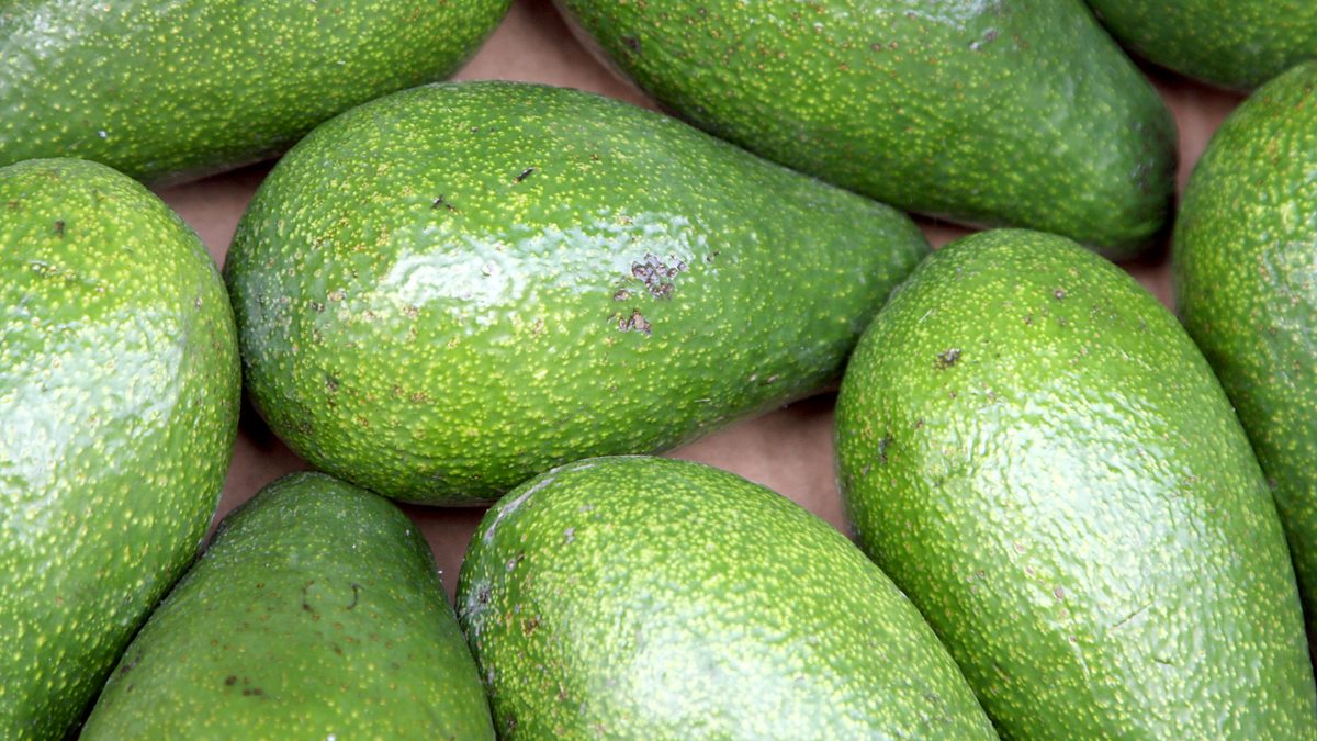 BBC Scotland - BBC Scotland - Avocados: hipster favourite or ‘the blood ...