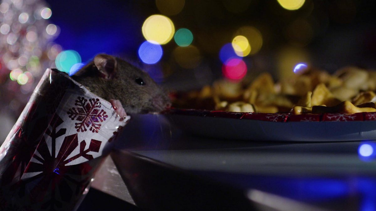 BBC Two - Cities: Nature's New Wild, Christmas rats