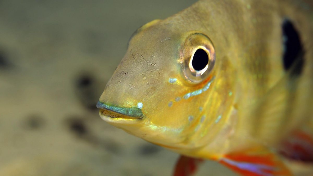 BBC Two - Earth's Great Rivers, Series 1, Amazon, The little fish ...