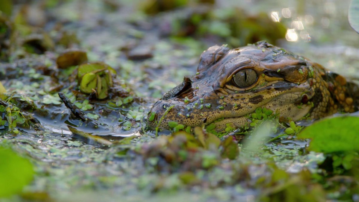 BBC Two - Earth's Great Rivers, Series 1, Mississippi, Baby Alligators ...