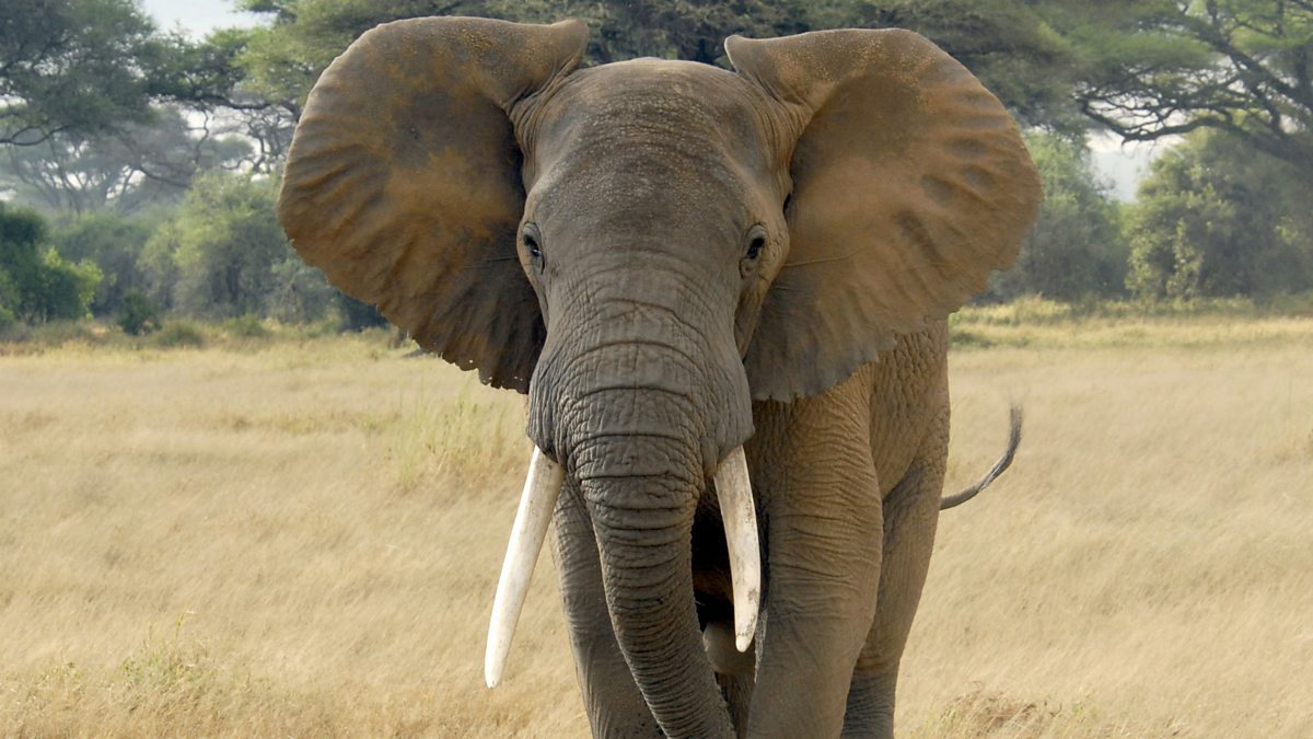 BBC World Service - Newsday, The "best Christmas present" for elephants