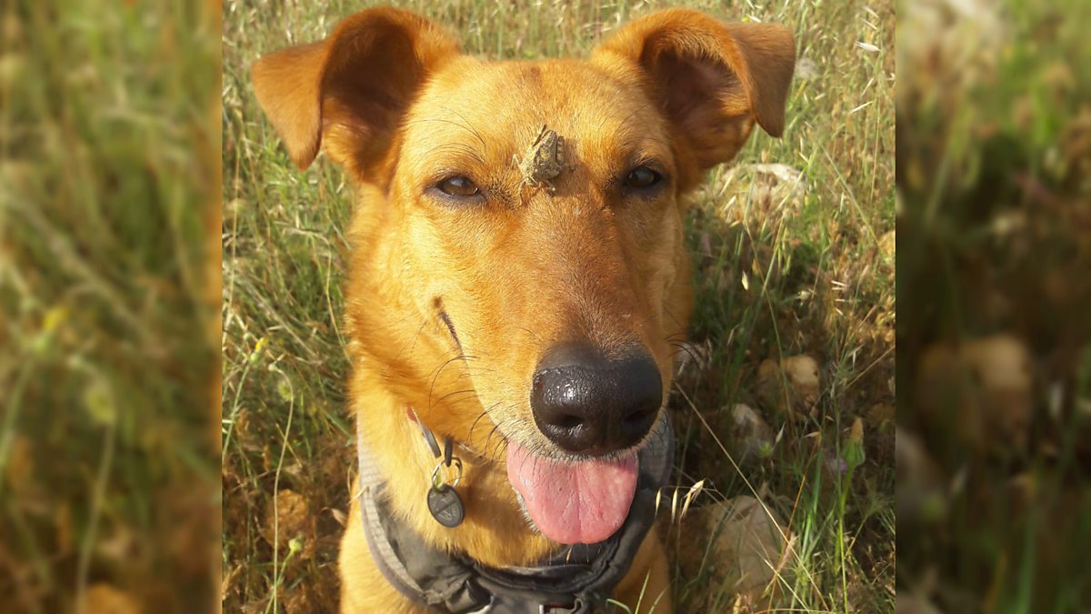 BBC World Service - The Inquiry, Are We Heading for Another Mass ...