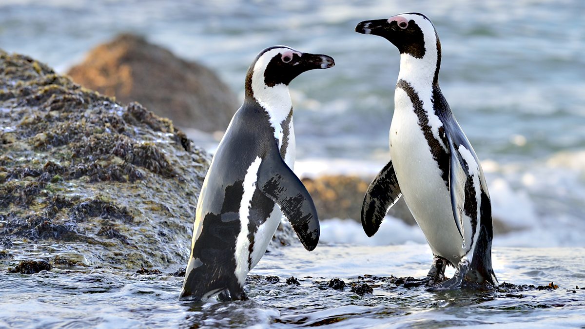 BBC Radio - Learning English from the News, Why are female penguins ...