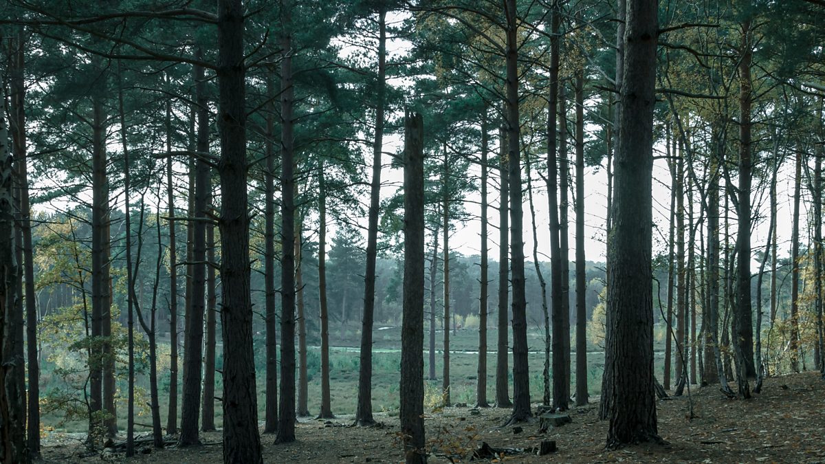 BBC - Newsround guides, Forest