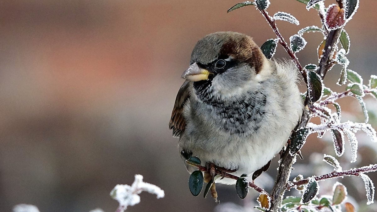 BBC - Winterwatch: Winter Warmers