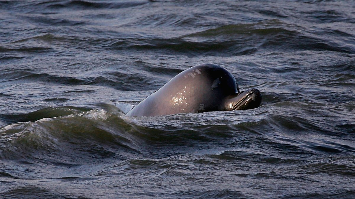 BBC World Service - Witness History, The Thames Whale
