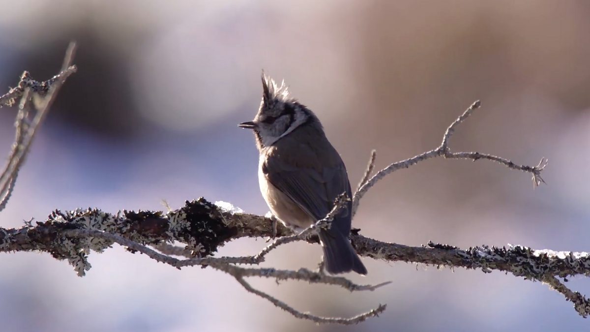BBC Two - Winterwatch, Look back at Winterwatch 2019