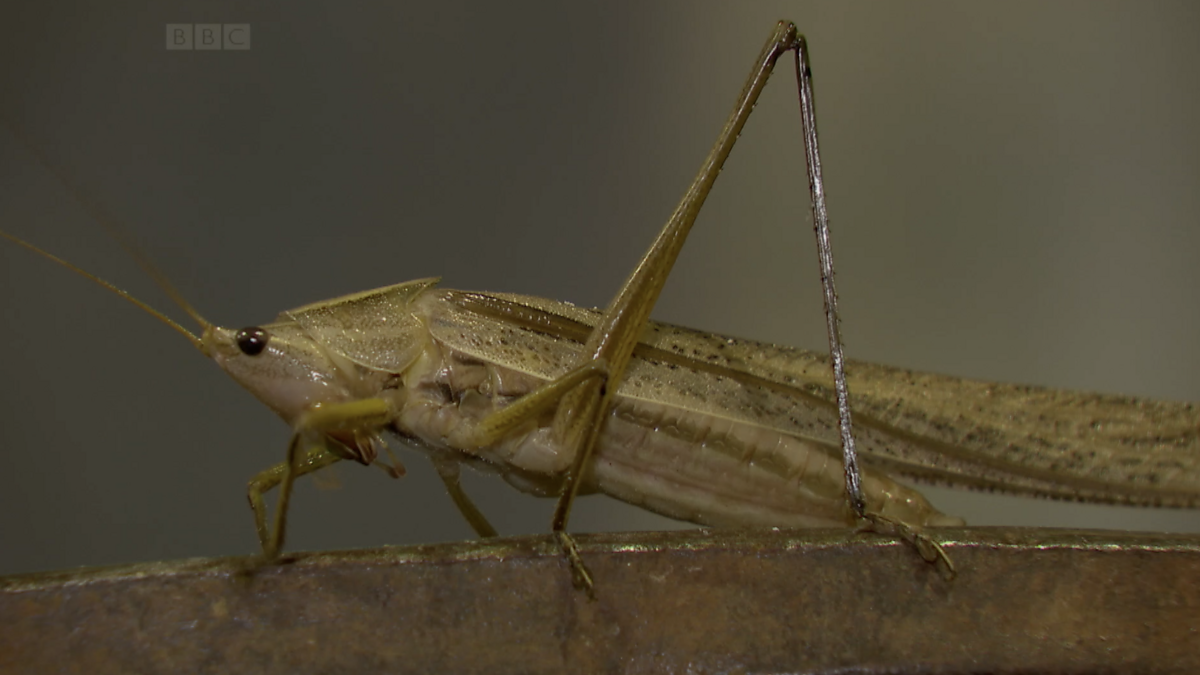 BBC World Service TV - Smart Money, Africa's growing demand for edible ...