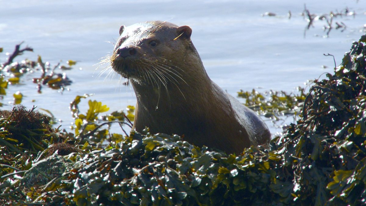BBC One - Wild Shetland - Scotland's Viking Frontier, An otter and her ...