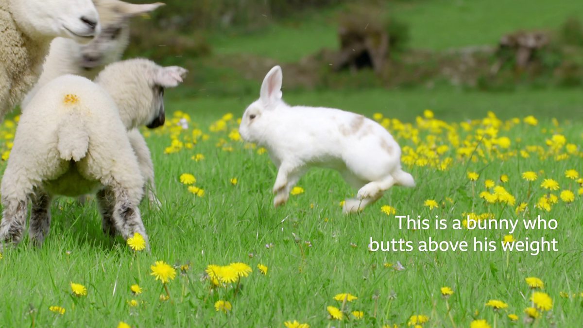 BBC Four - Secret Life of Farm Animals, Series 1, Pigs, Peter the ...