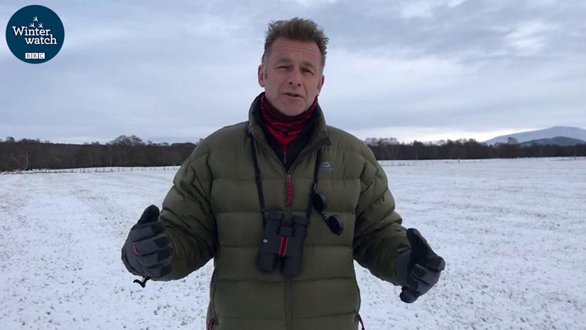 BBC Two - Winterwatch, Winterwatch - what the presenters can't wait to see