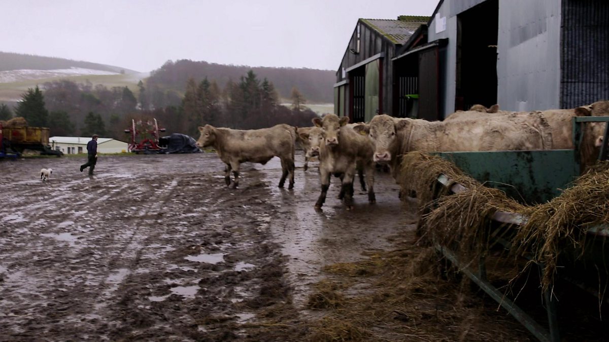 BBC Two - This Farming Life, Series 3, Episode 1, The cows are out