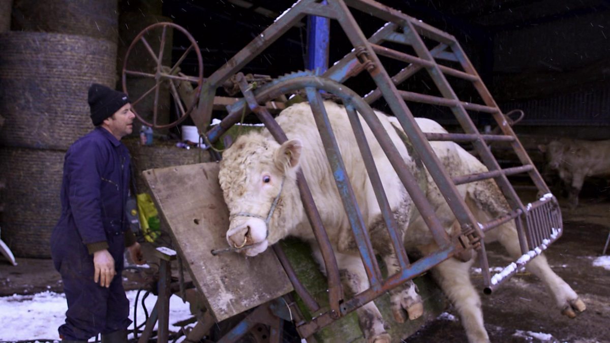 BBC Two - This Farming Life, Series 3, Episode 2, Major the bull is injured