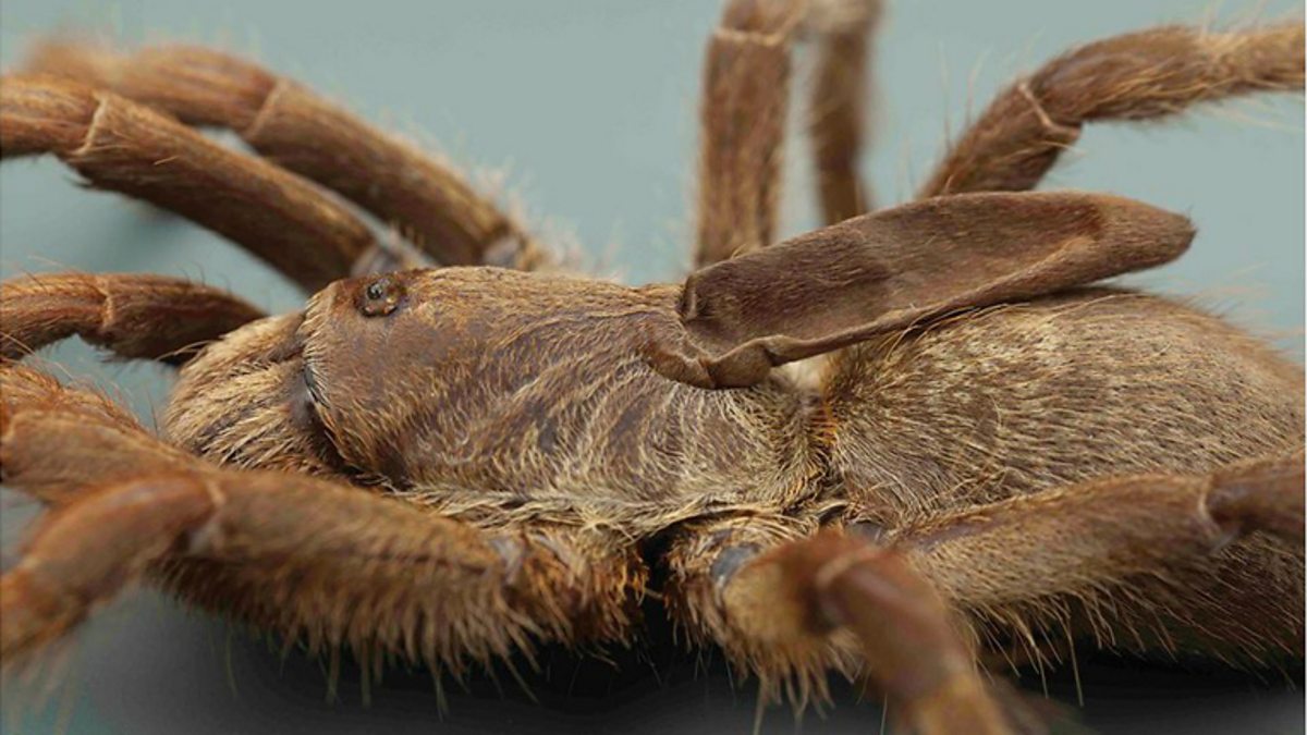 BBC World Service - Newsday, Tarantula with unexplained 'horn ...