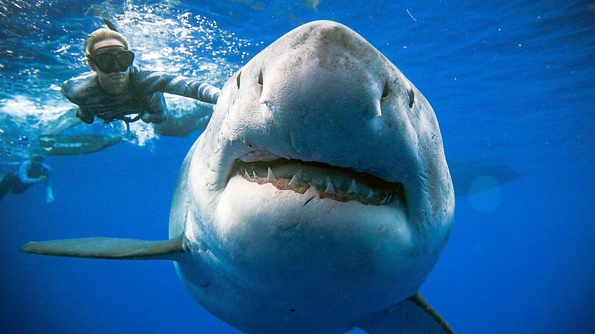 BBC World Service - Newsday, How Jaws could be a life-saver for humans